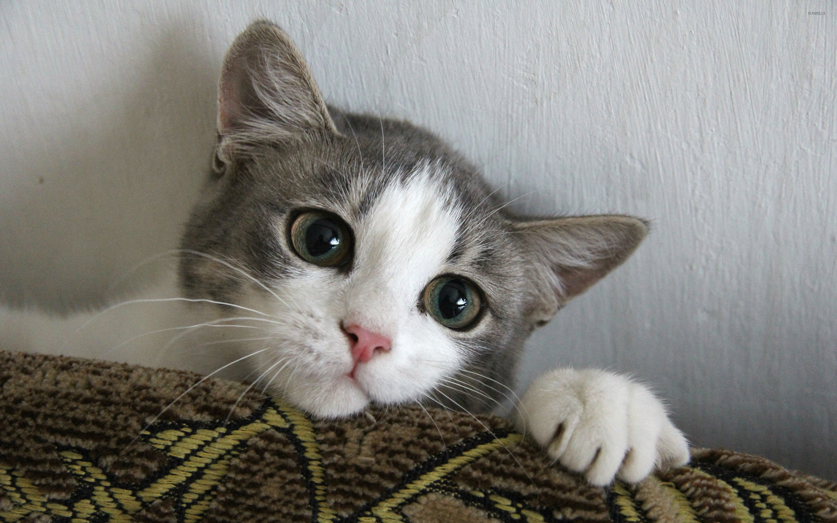 Cute Kitten Wallpaper Animal Wallpapers 37952 Cute Kitten Wallpaper Animal Wallpapers 37952