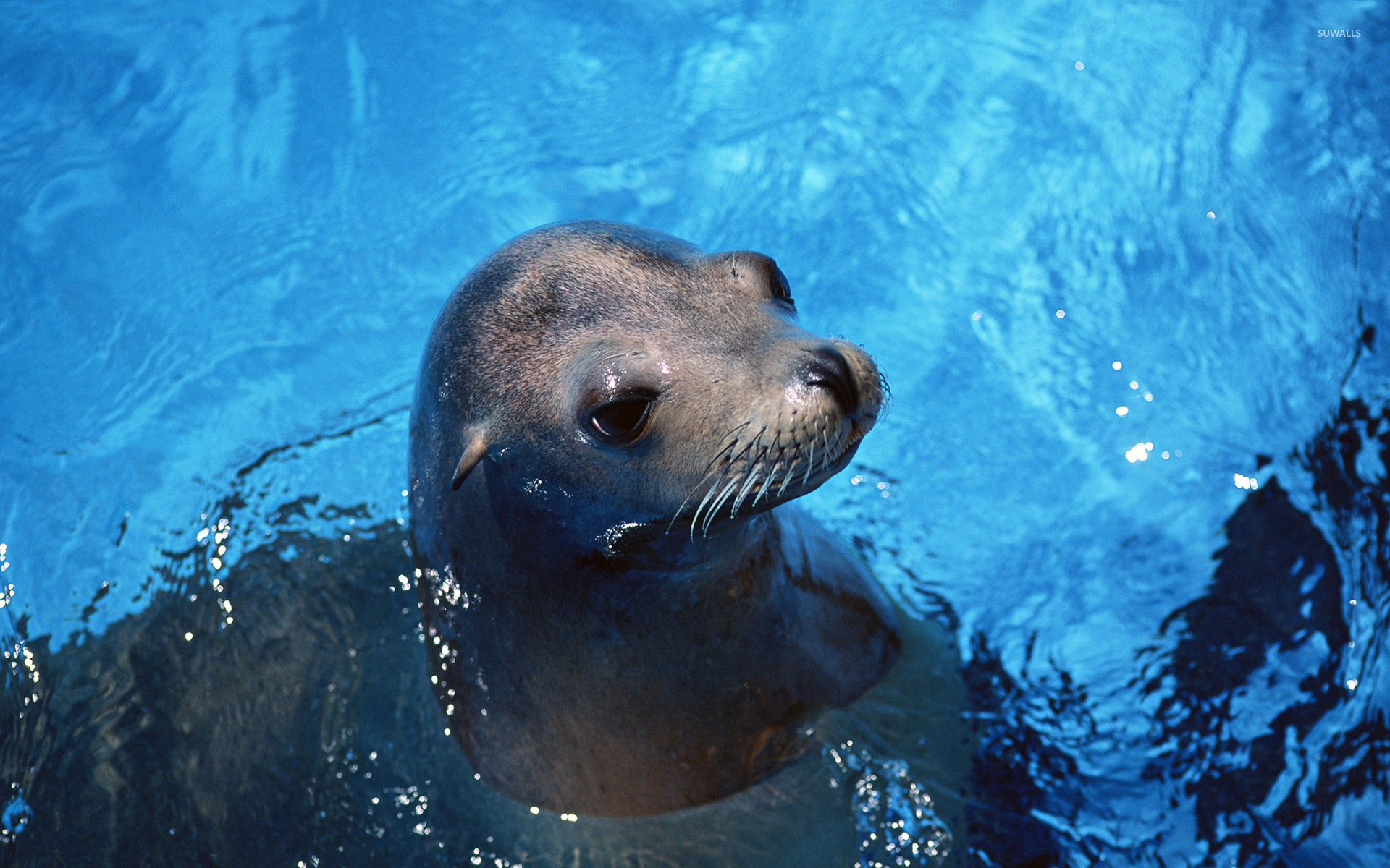 Sea Lion 6 Wallpaper Animal Wallpapers 35133