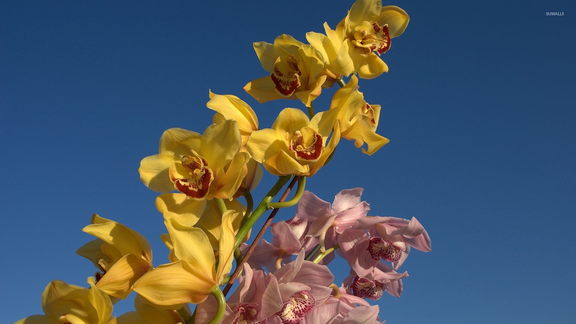 Pink And Yellow Orchids Wallpaper Flower Wallpapers 51753 Pink And Yellow Orchids Wallpaper Flower Wallpapers 51753