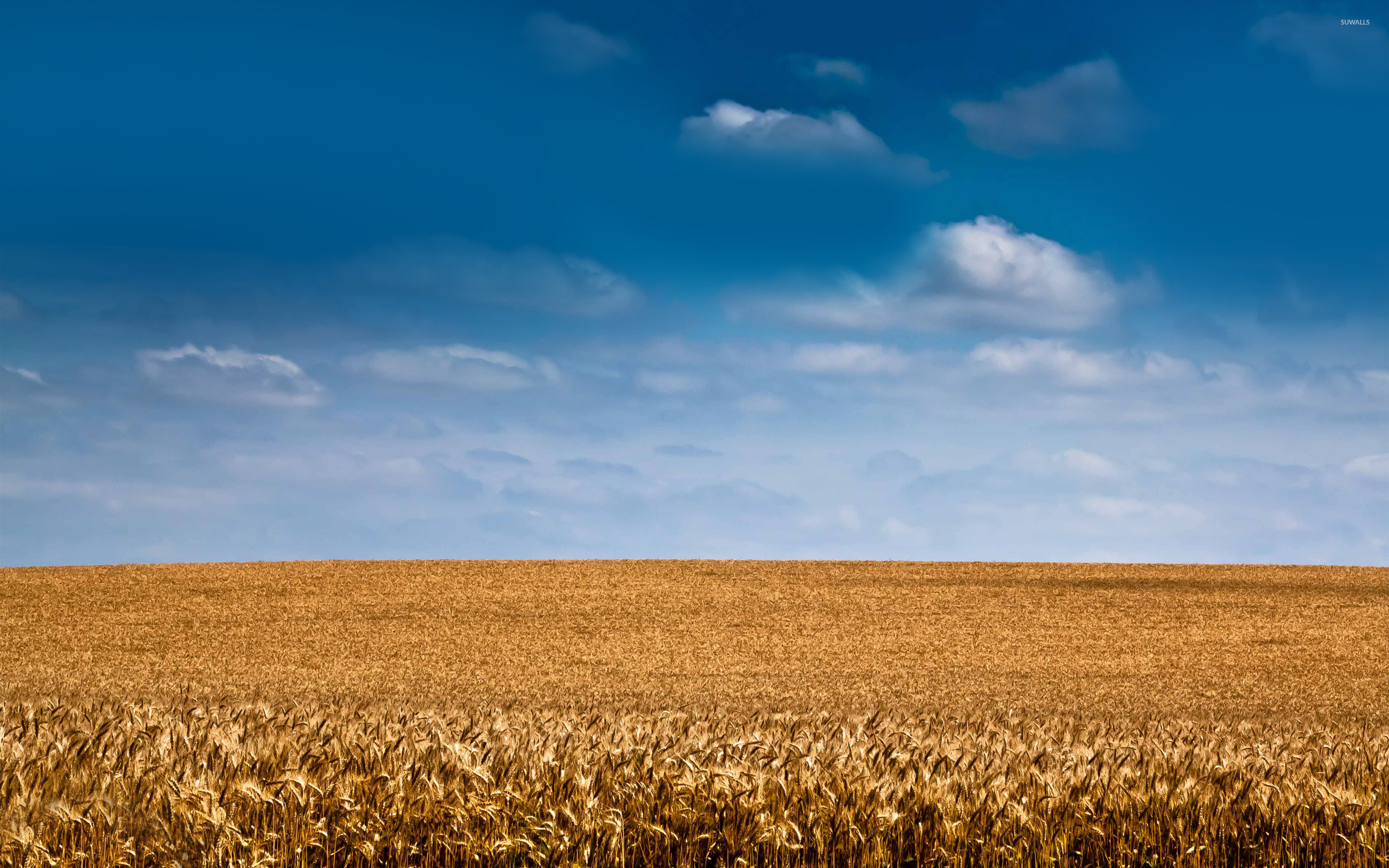 Barley Field Wallpaper Nature Wallpapers 23439 Barley Field Wallpaper Nature Wallpapers 23439