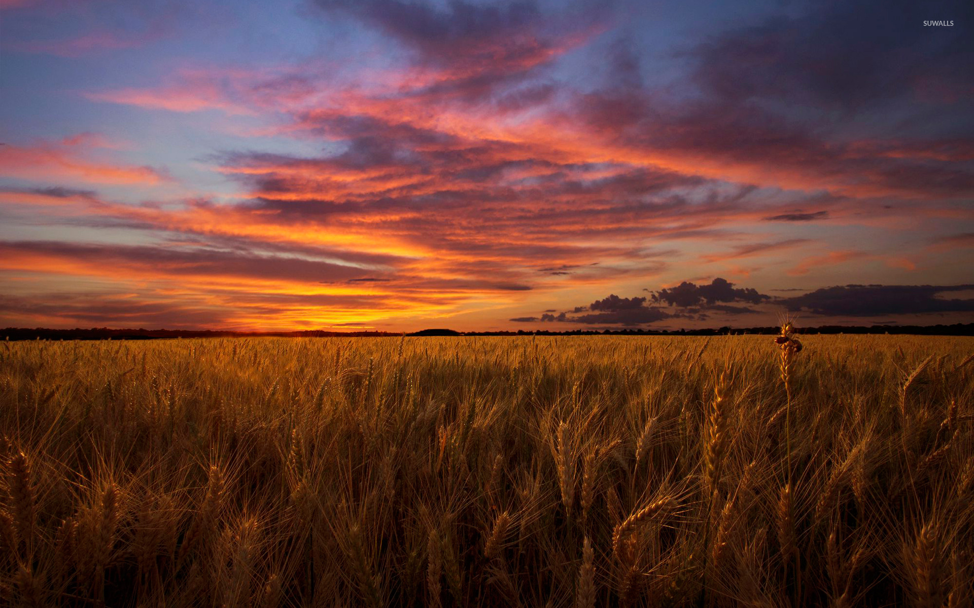 Barley Field Under The Orange Sky Wallpaper Nature Wallpapers 23469 Barley Field Under The Orange Sky Wallpaper Nature Wallpapers 23469